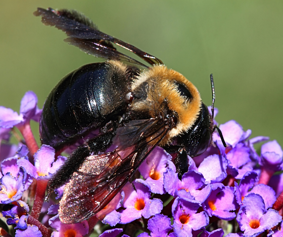 Common Bees: Our Guide to Bee Identification