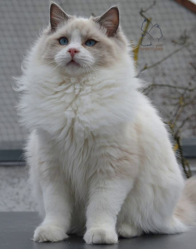 Gato Ragdoll no Brasil | Filhotes com Pedigree no Gatil Spiritland