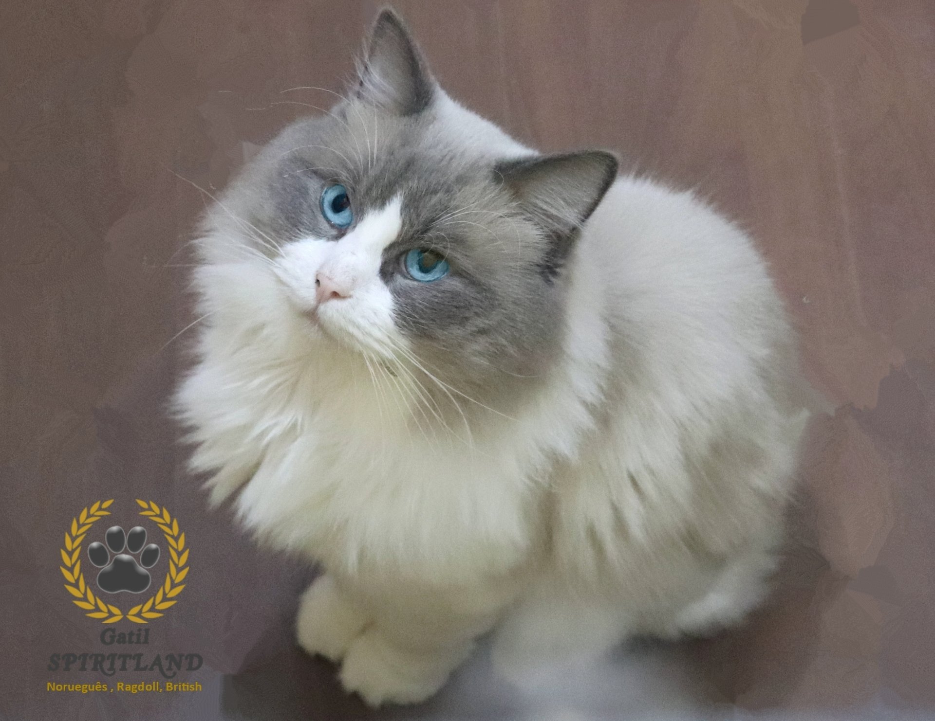 Gato Ragdoll no Brasil | Filhotes com Pedigree no Gatil Spiritland