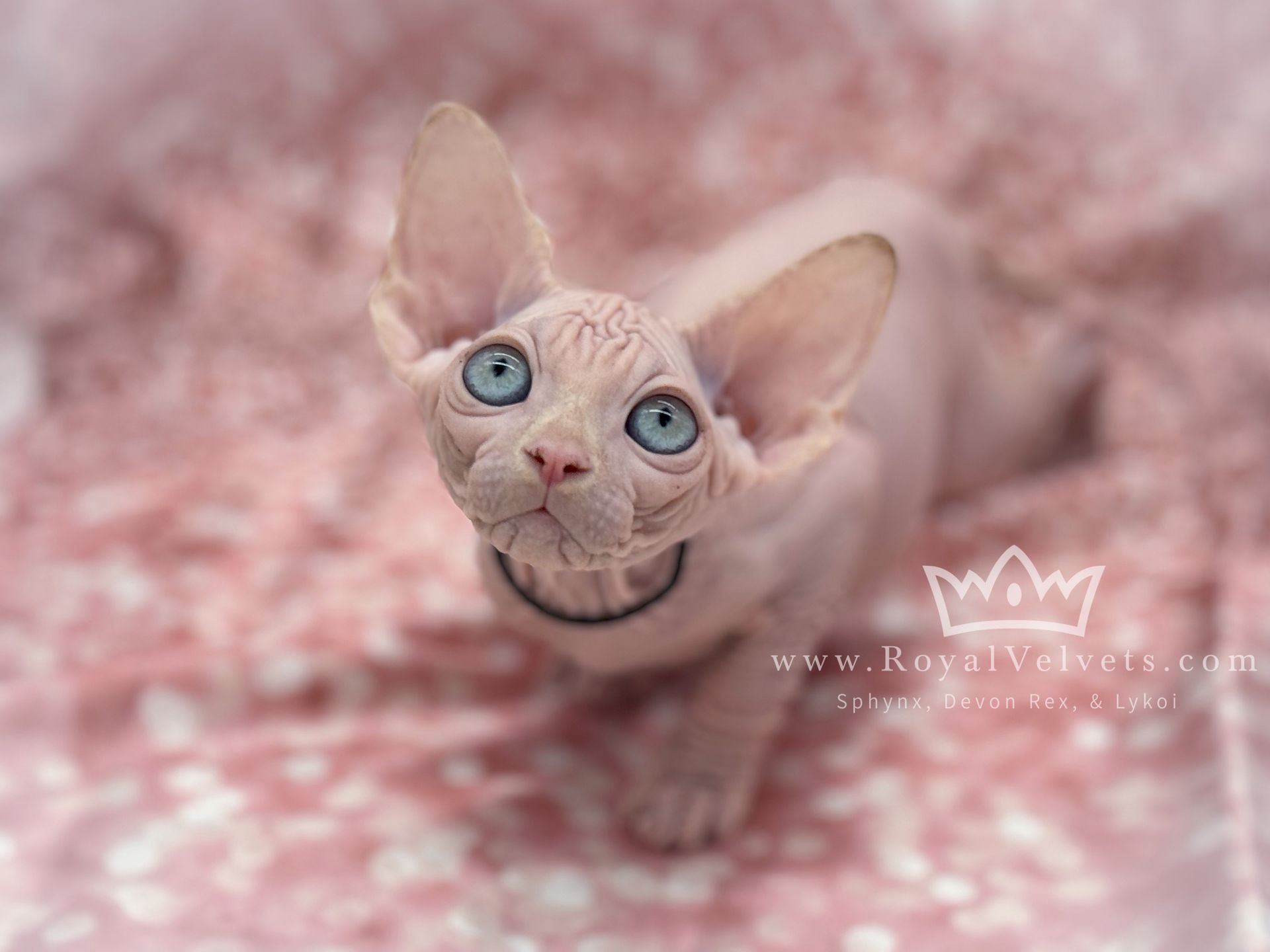 Royal Velvet Cattery: Exquisite Sphynx, Devon Rex & Lykoi Kittens