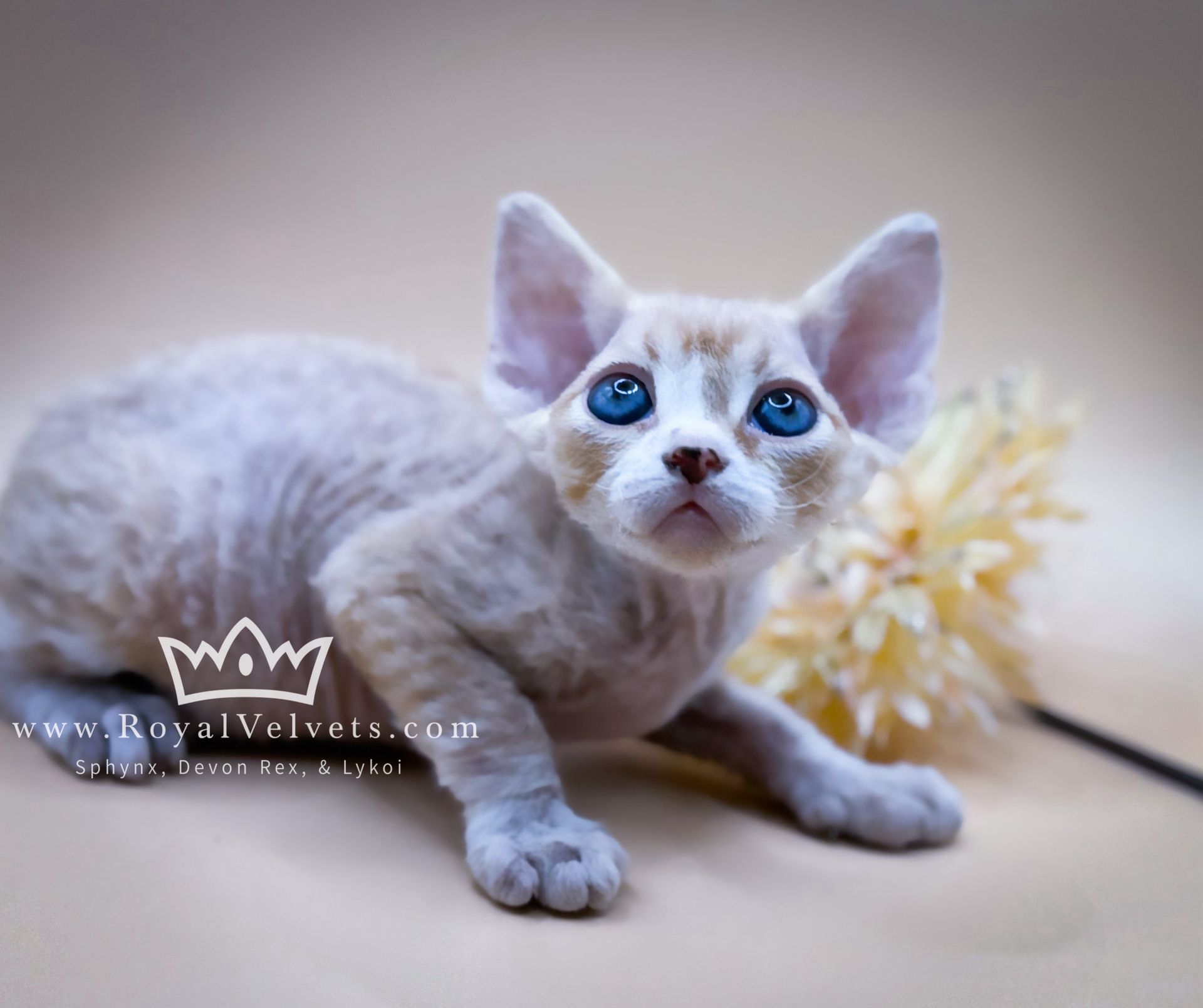 Available Kittens | Royal Velvet Sphynx | Devon Rex | Lykoi