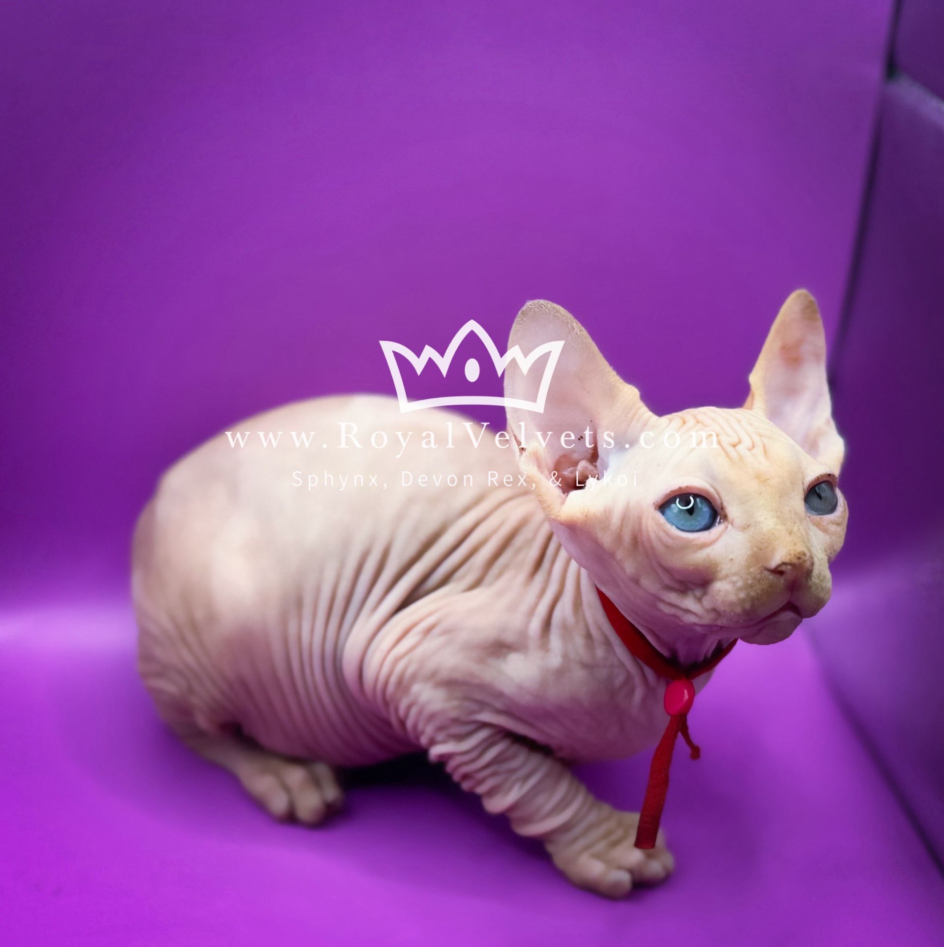 Show-Quality Sphynx Kittens | Royal Velvet Sphynx, Devon Rex & Lykoi