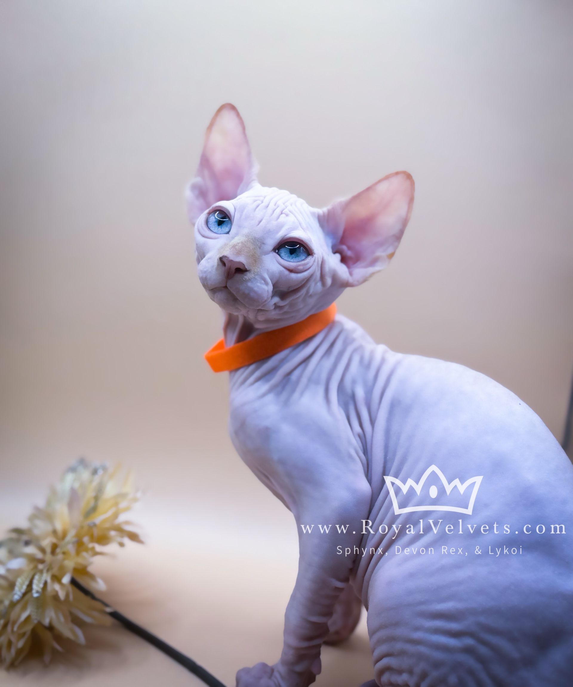 Show-Quality Sphynx Kittens | Royal Velvet Sphynx, Devon Rex & Lykoi
