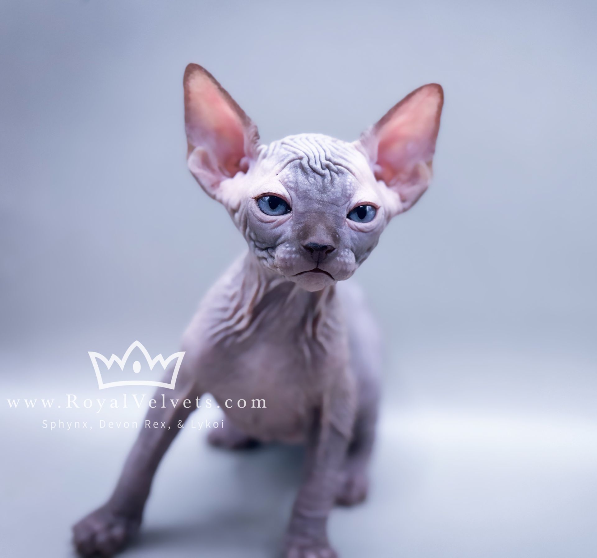 Available Kittens | Royal Velvet Sphynx | Devon Rex | Lykoi