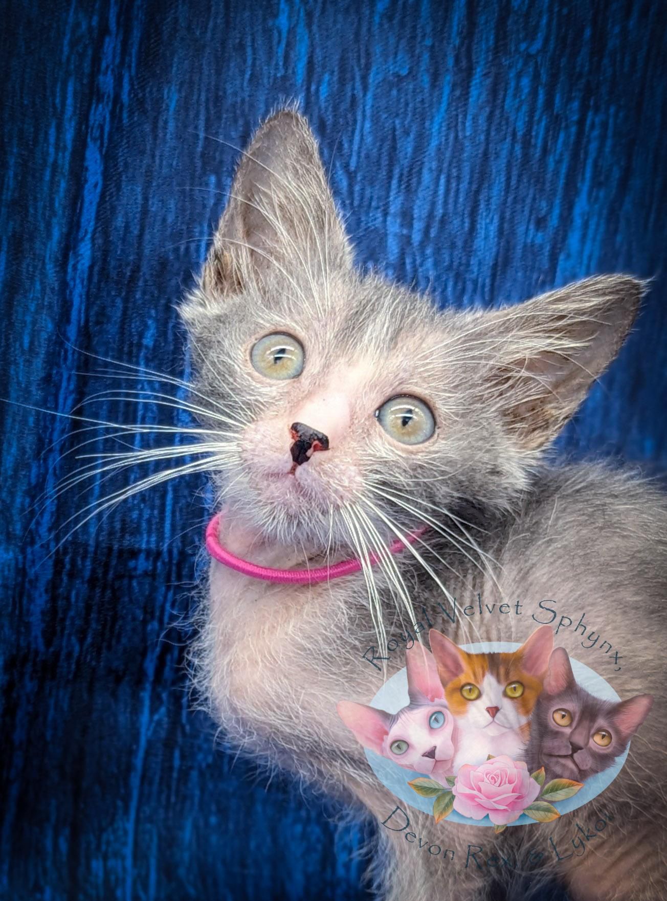 Royal Velvet Cattery: Exquisite Sphynx, Devon Rex & Lykoi Kittens