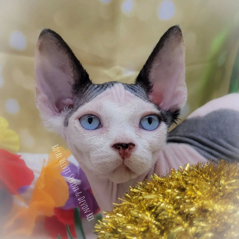 Gallery | Royal Velvet Sphynx, Devon Rex & Lykoi