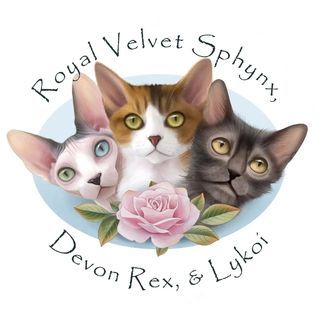 Royal Velvet Cattery: Exquisite Sphynx, Devon Rex & Lykoi Kittens