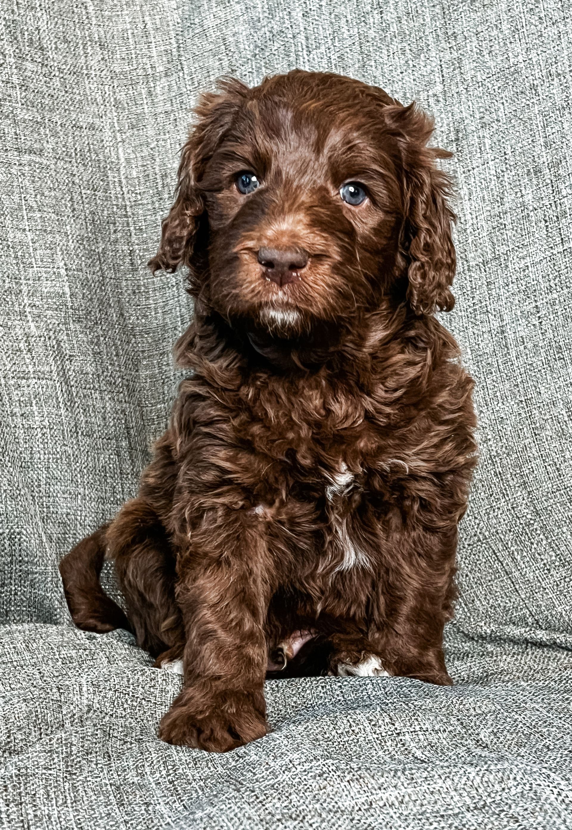 White Star Aussiedoodles