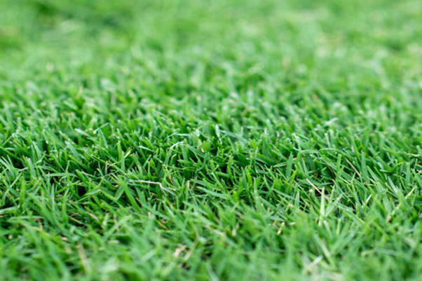 Turf Supplier | Newcastle, NSW | Affordable Mr Buffalo