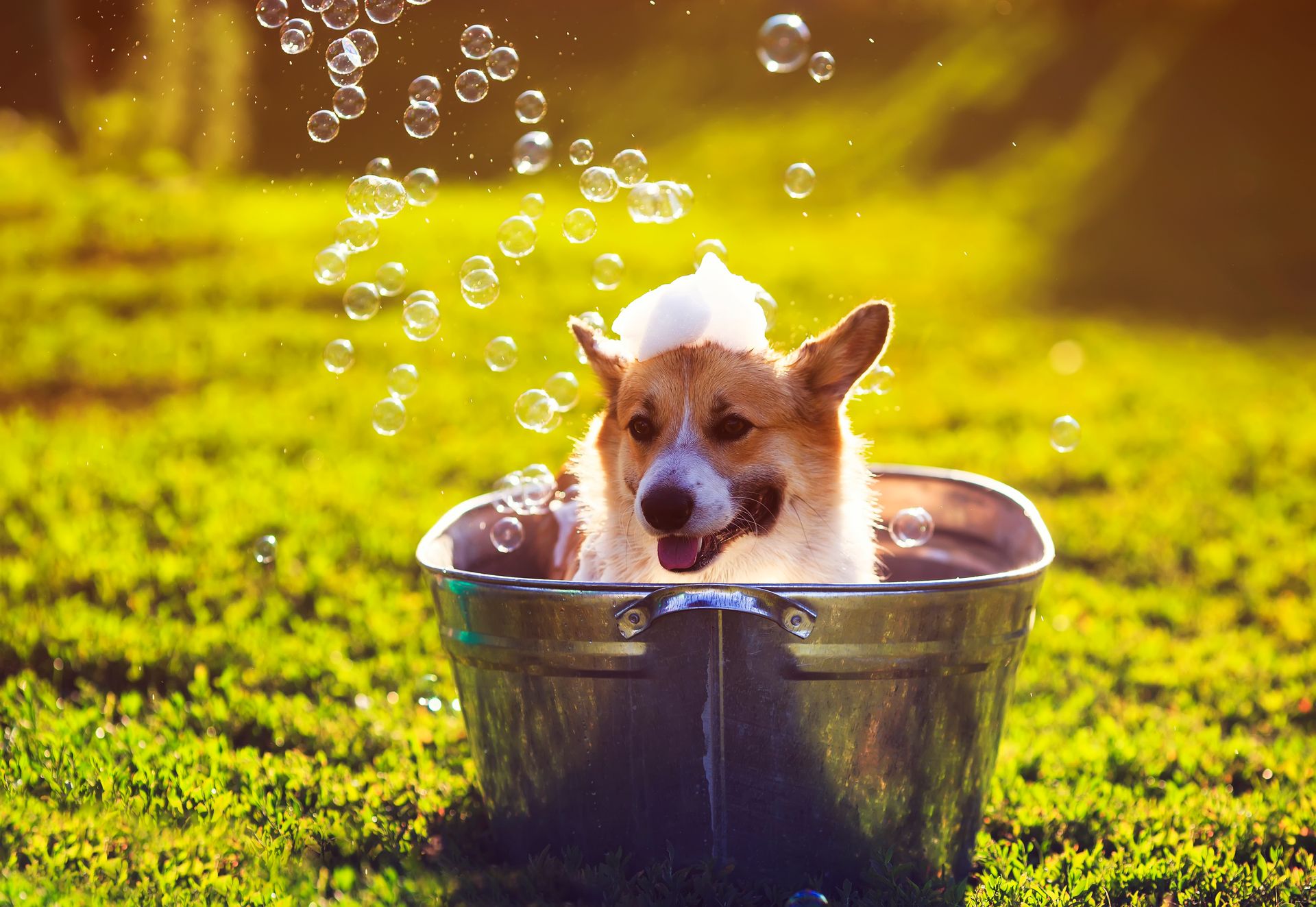 Dog Grooming Near Nicholasville & Lexington, KY