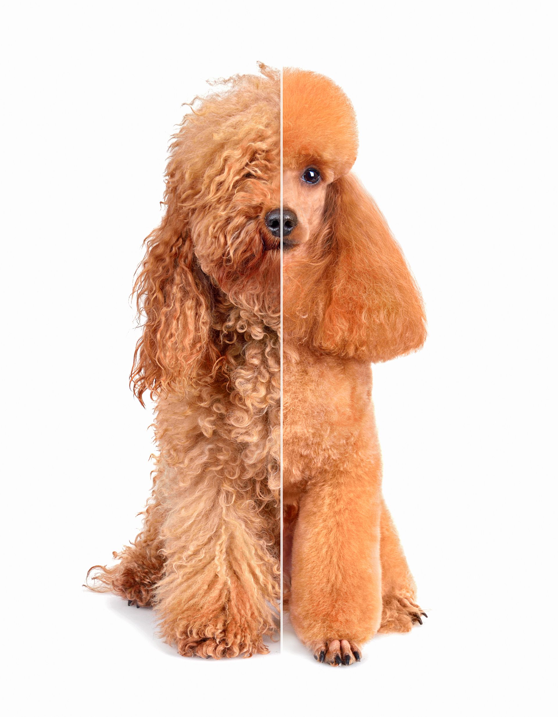 Dog Grooming Near Nicholasville & Lexington, KY