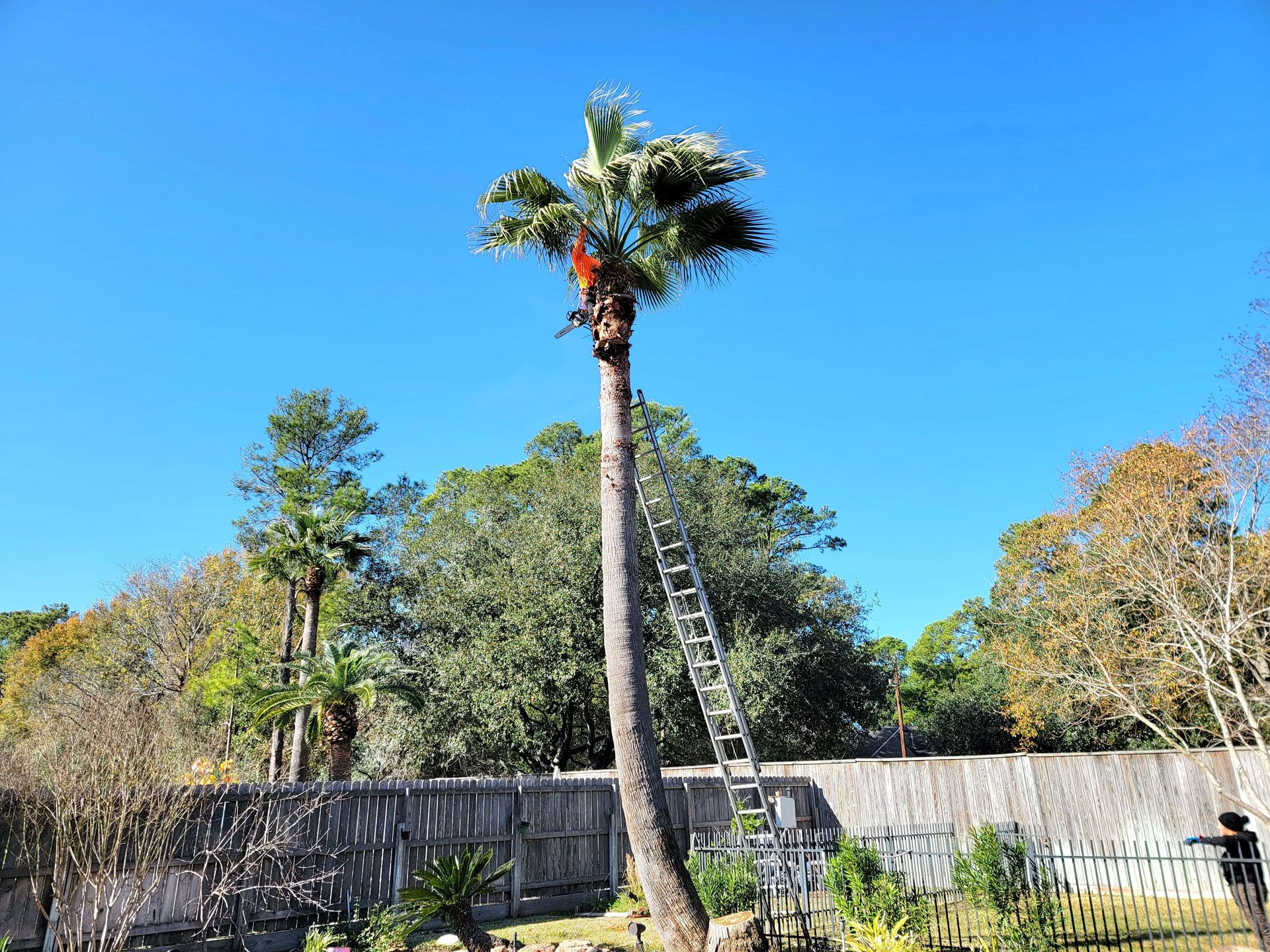 Tree Service Spring TX - Our Work | Texas Tree Care