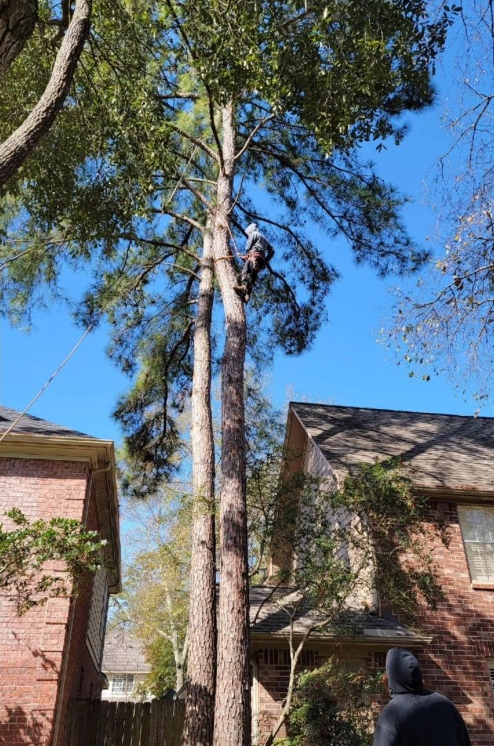 Tree Service Spring TX - Our Work | Texas Tree Care