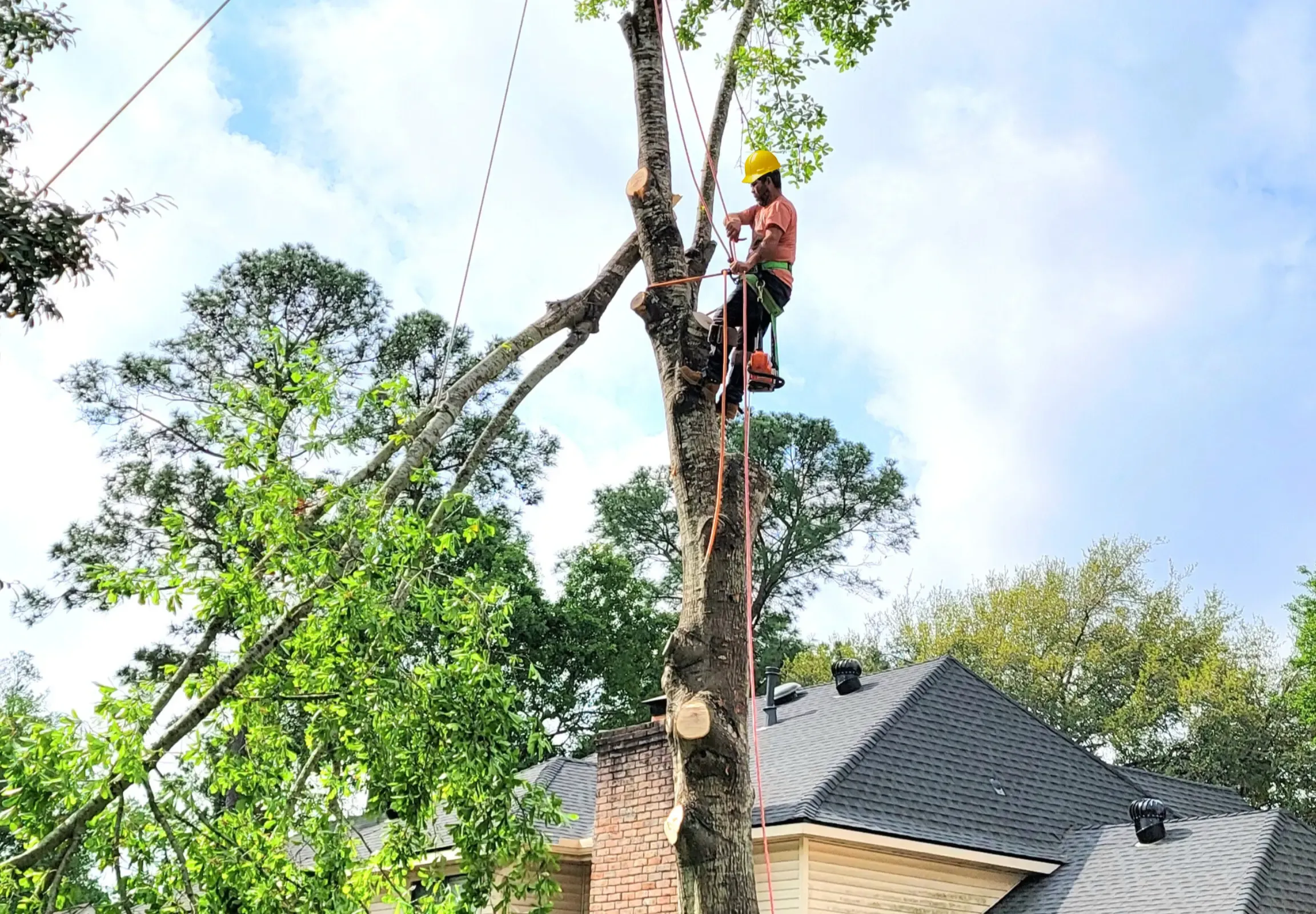 Tree Limb Removal in Spring TX | Spring Tree Service