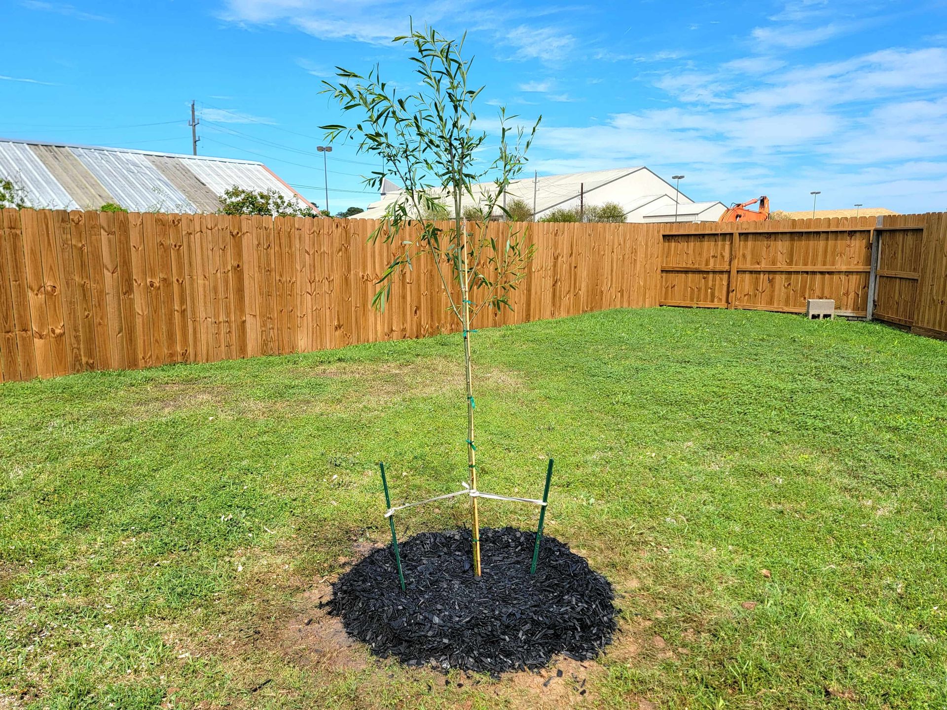 Houston Tree Planting: Replacing Dead Trees After Summer Droughts