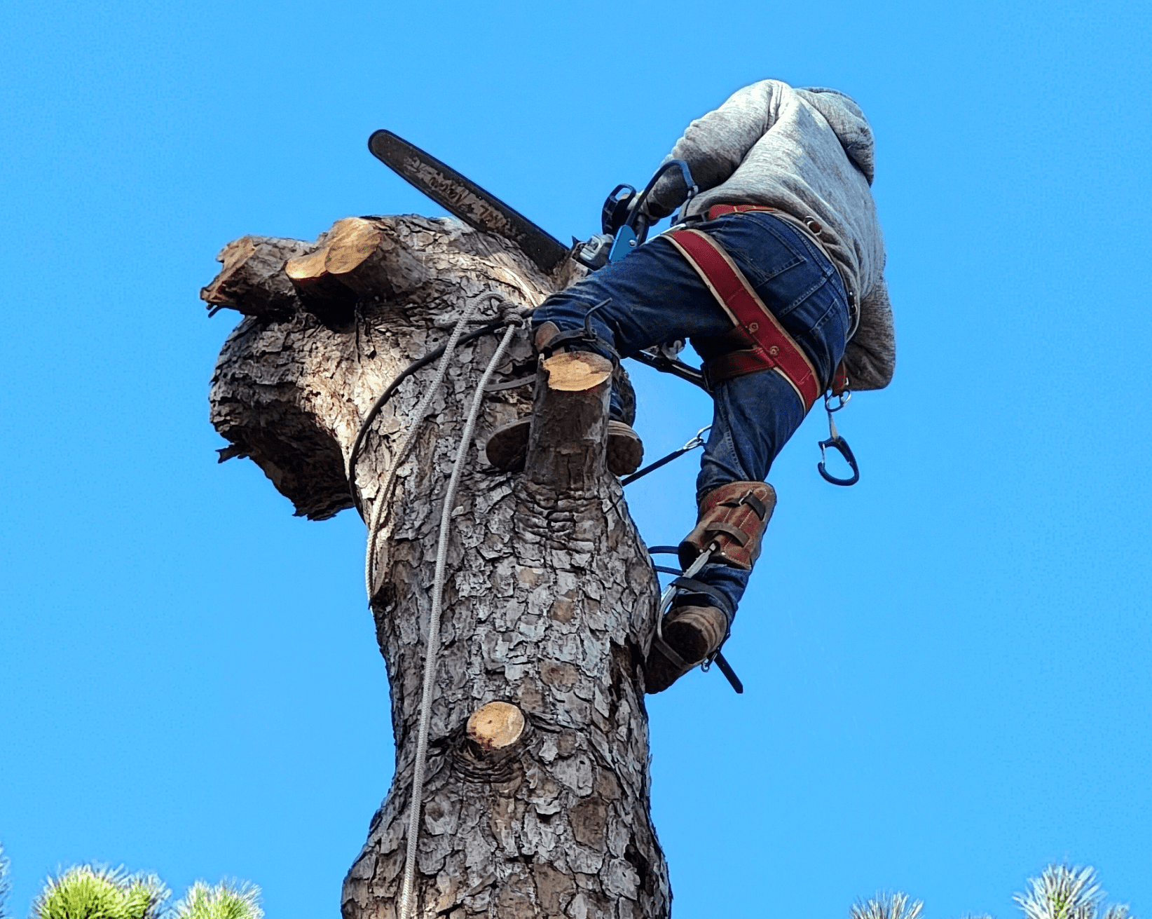 Tree Service Spring TX - Our Work | Texas Tree Care