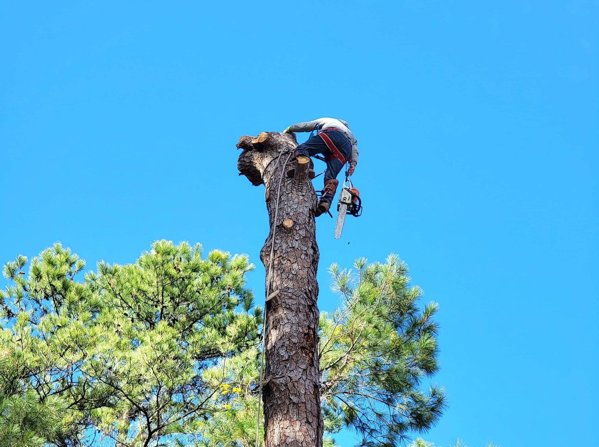 Tree Service Spring TX - Local Arborists by Texas Tree Care