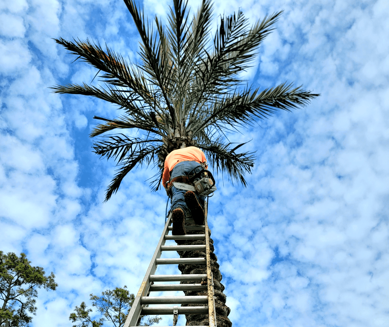 Tree Service Spring TX - Our Work | Texas Tree Care