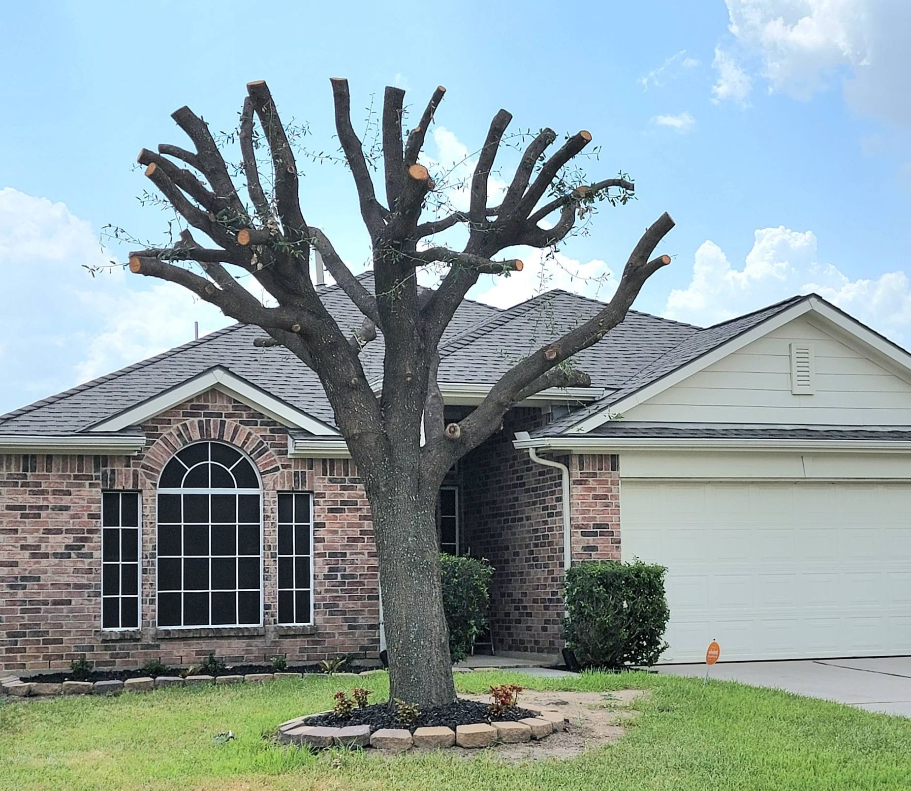 Tree Topping: The Pros And Cons | Texas Tree Care Blog
