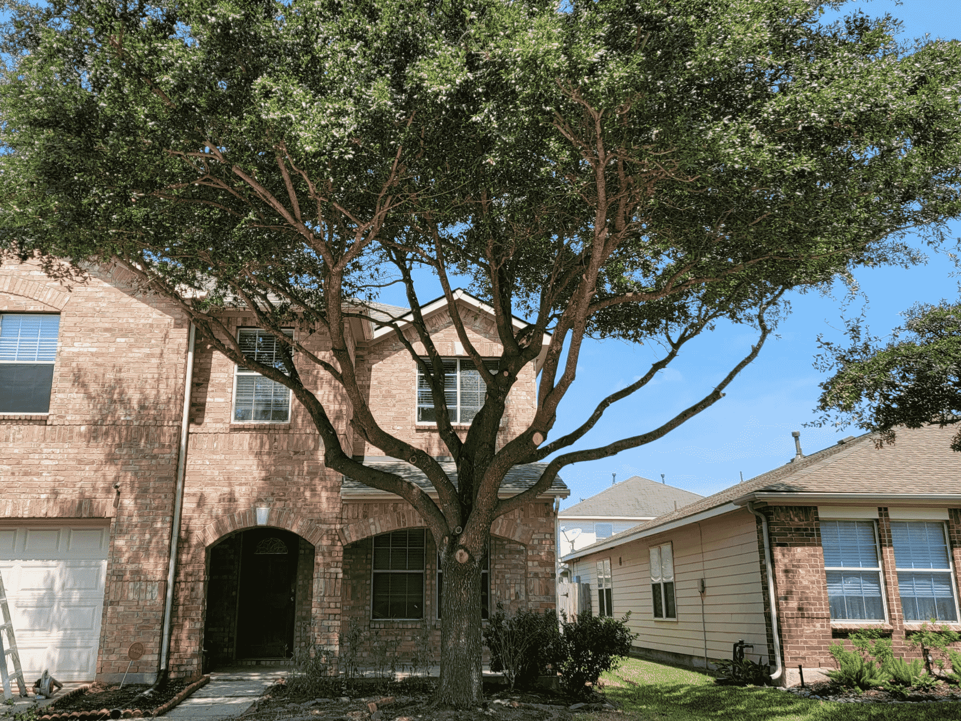 Tree Trimming Service In Spring, TX | Texas Tree Care