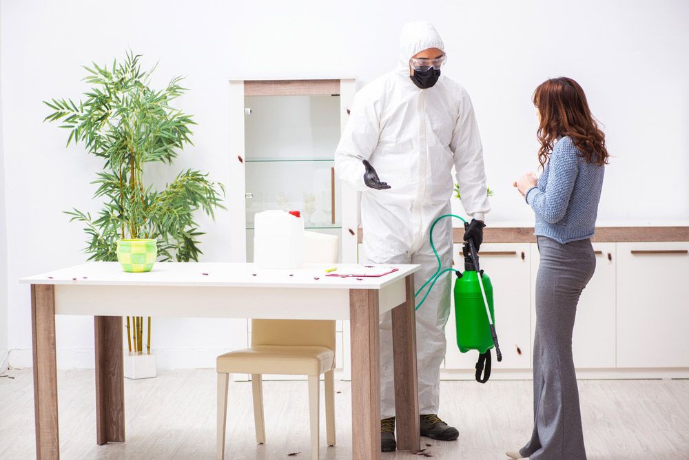 Pest Inspection in Tamworth | Wright's Pest Solutions