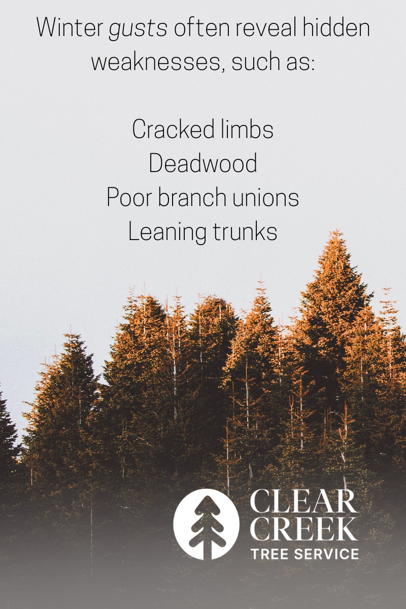 Prepare Your Prescott Trees for Winter Winds | Clear Creek Tree