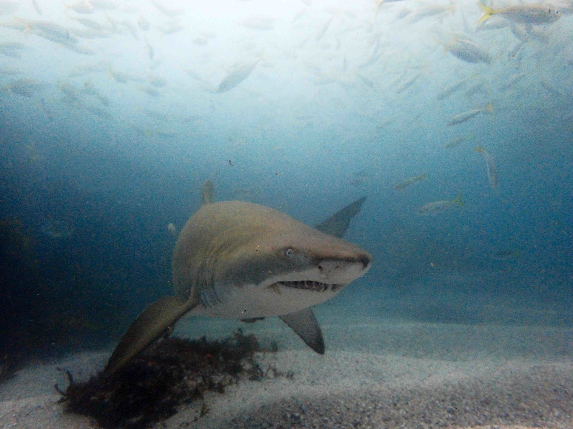 Hayden's Rock dive site in Forster