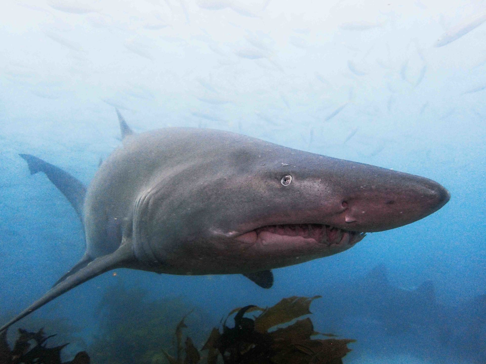 Hayden's Rock dive site in Forster