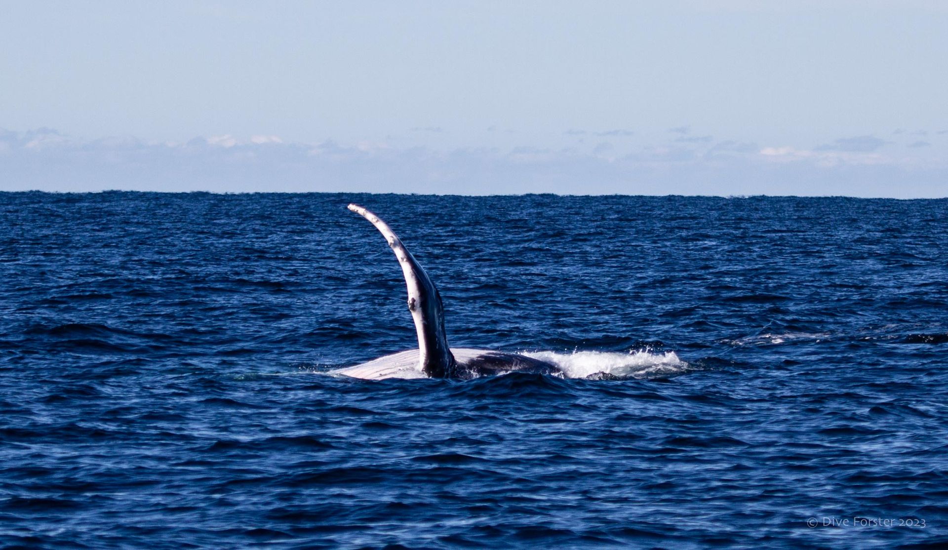 Dive Forster at Fisherman's Wharf | SCUBA, Dolphin Swim, Spearfishing