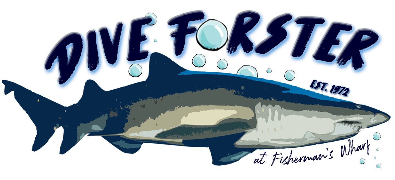 Dive Forster at Fisherman's Wharf | SCUBA, Dolphin Swim, Spearfishing