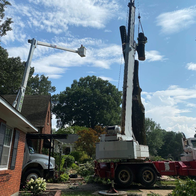 Tree Company - Hernando, MS - Addison Tree Care LLC