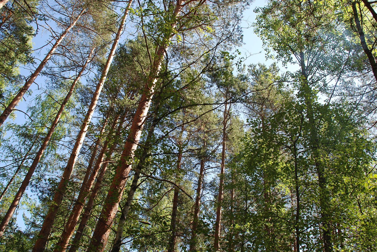Maximize the Value of Your Forested Land with Sustainable Timber ...