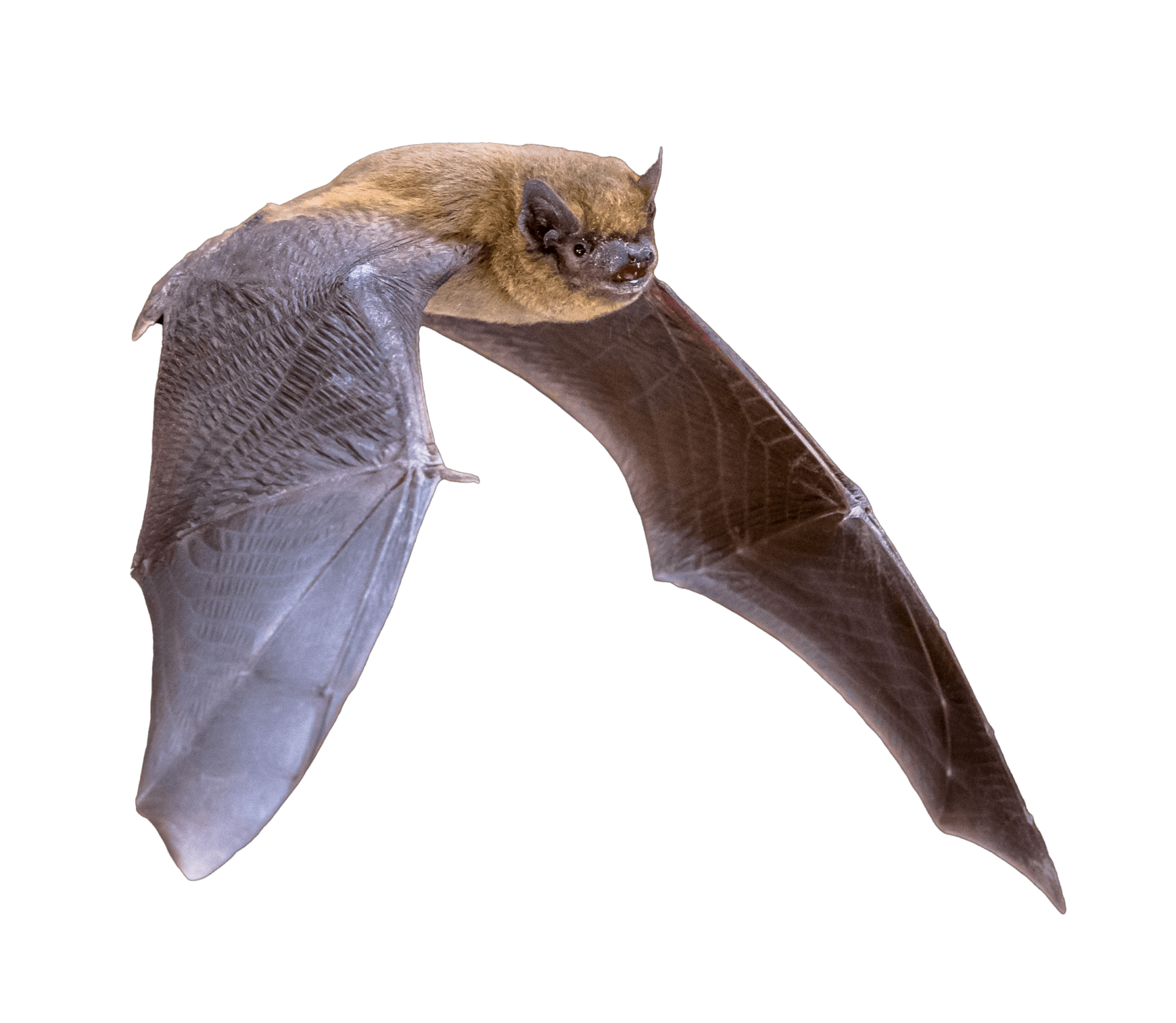 Bat-Proofing & Removal - Willmar, MN Wildlife Control Experts