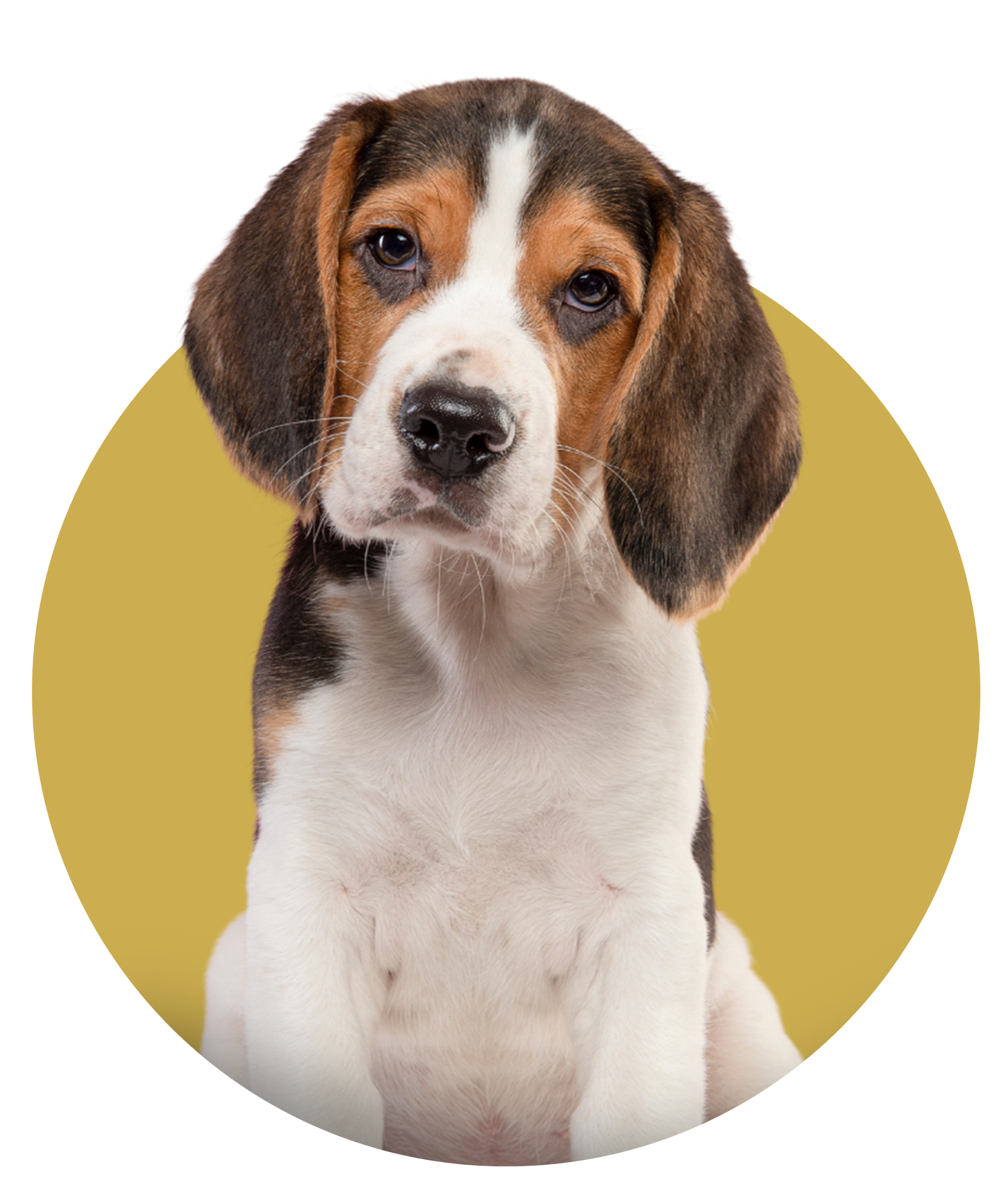 ABOUT US | Blackhawk Beagles | Raiford, FL