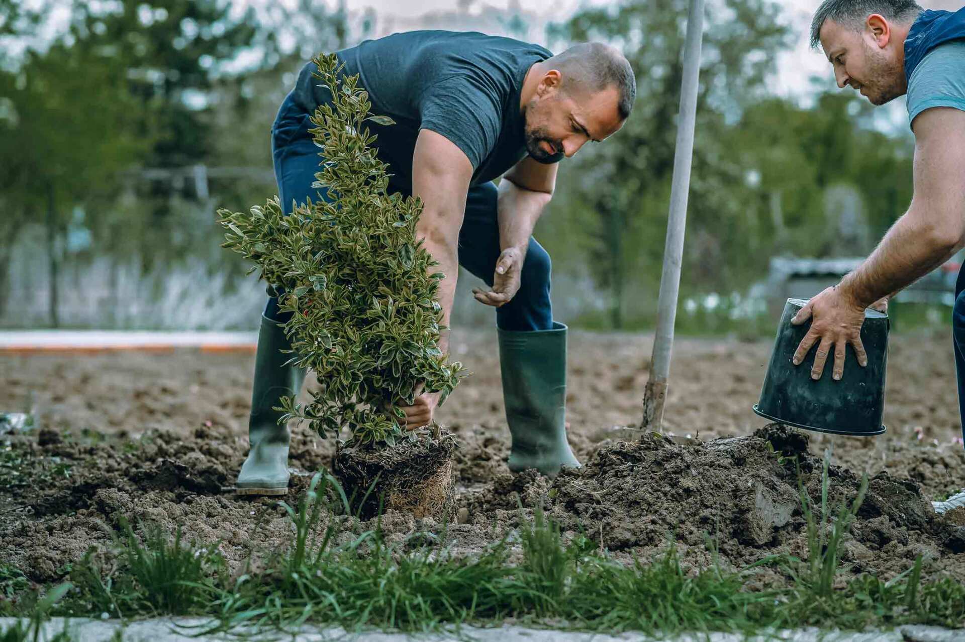 Tree Planting Services Maryville, Townsend, Walland TN - Arborscapes ...