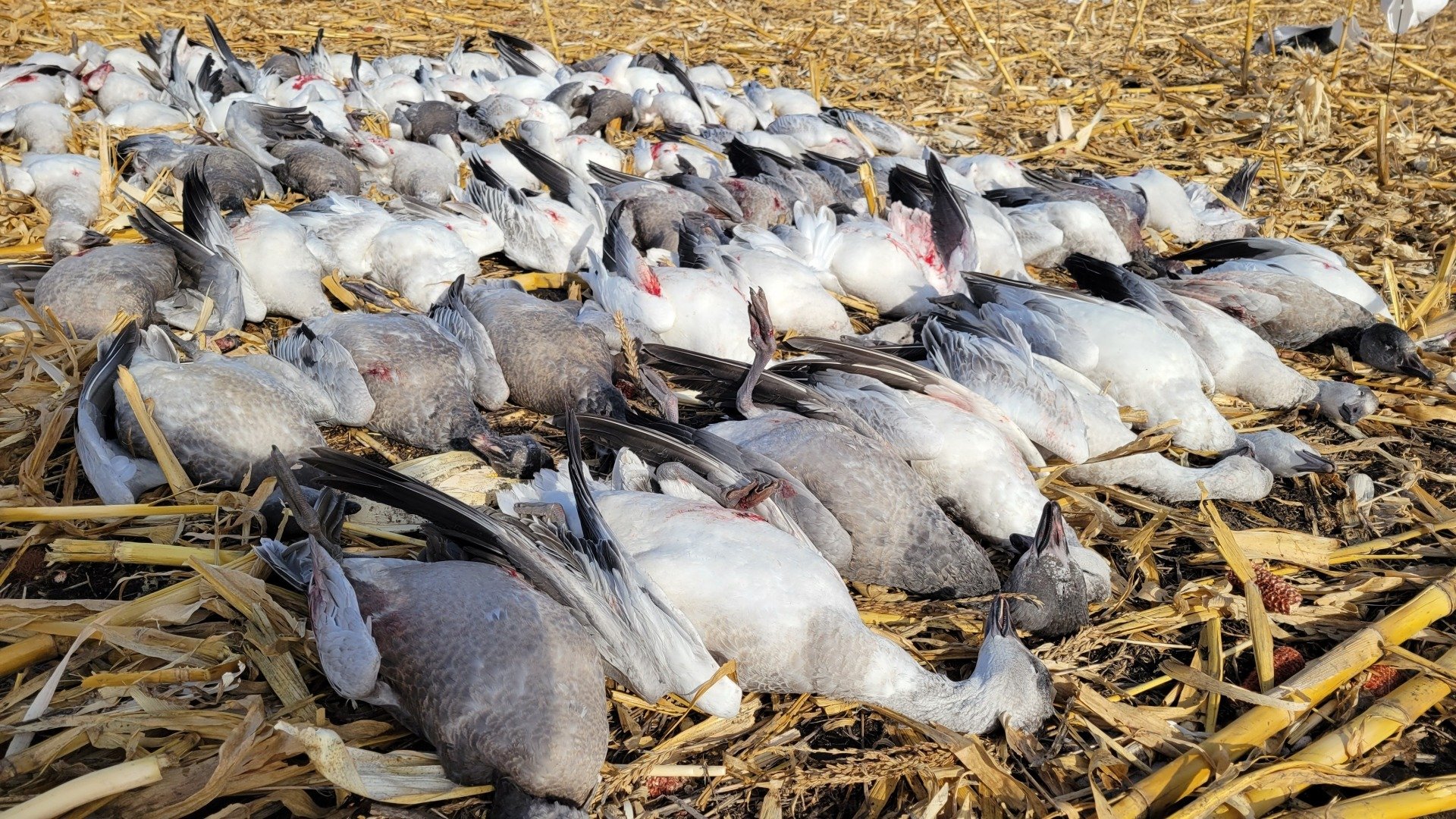 Spring Snow Goose Hunting in South Dakota - Pit Hunts with Lodging