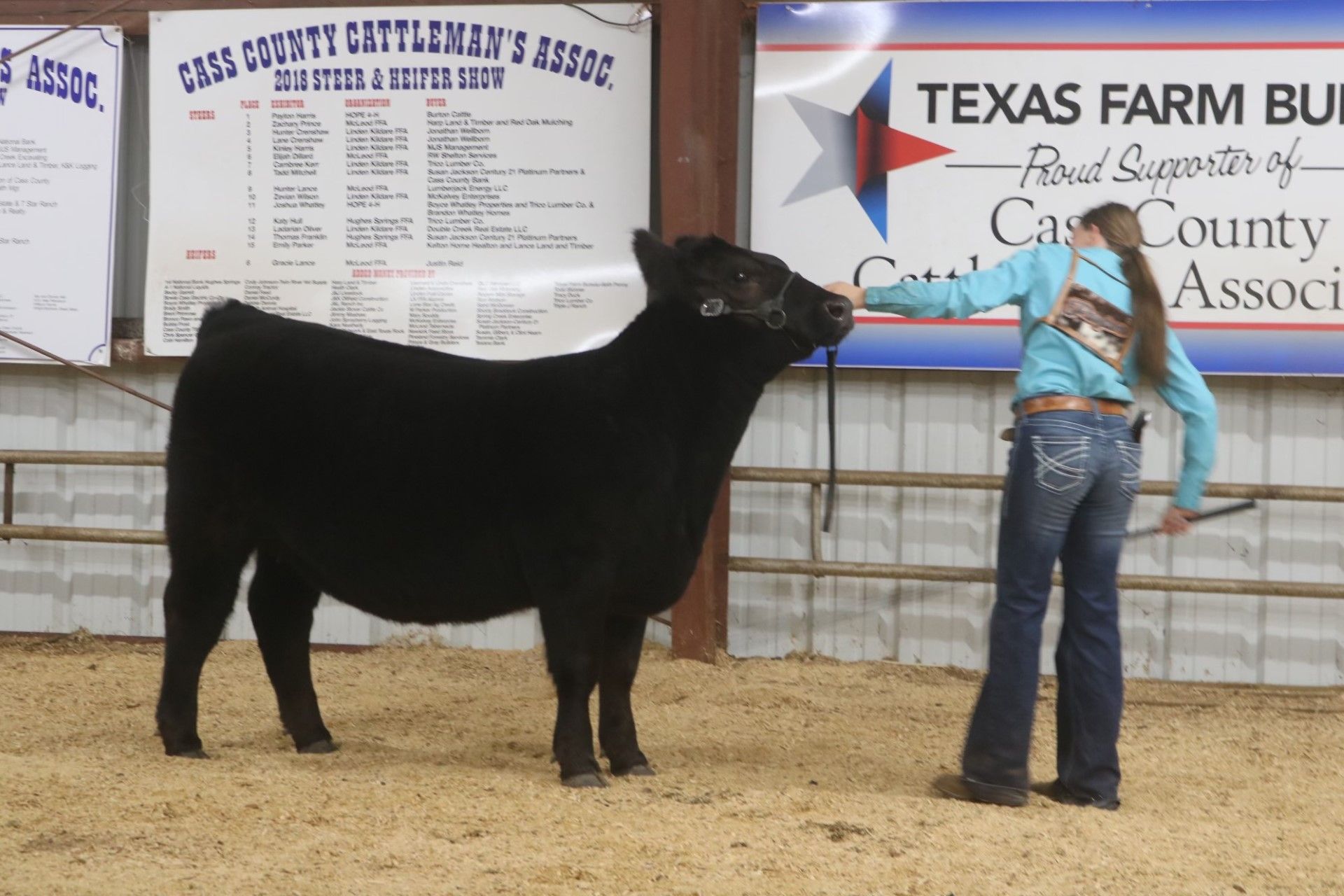 Show Steers, Show Heifers - Shane Show Cattle, OH