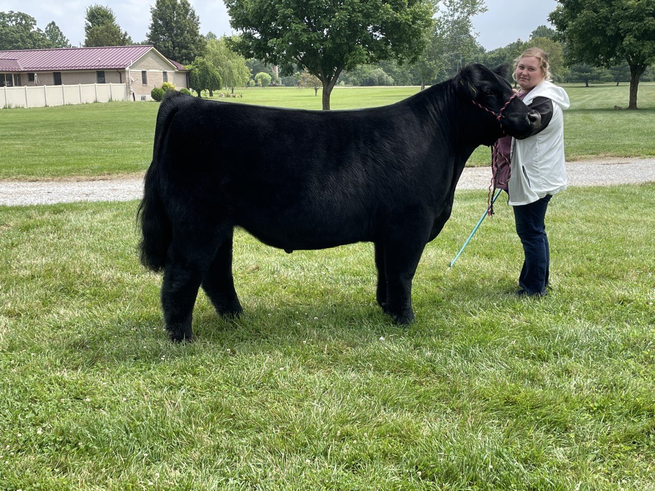 Show Steers, Show Heifers - Shane Show Cattle, OH