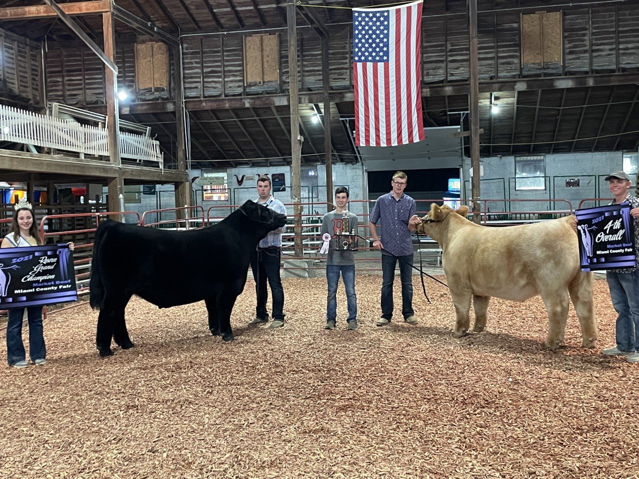 Show Steers, Show Heifers - Shane Show Cattle, OH