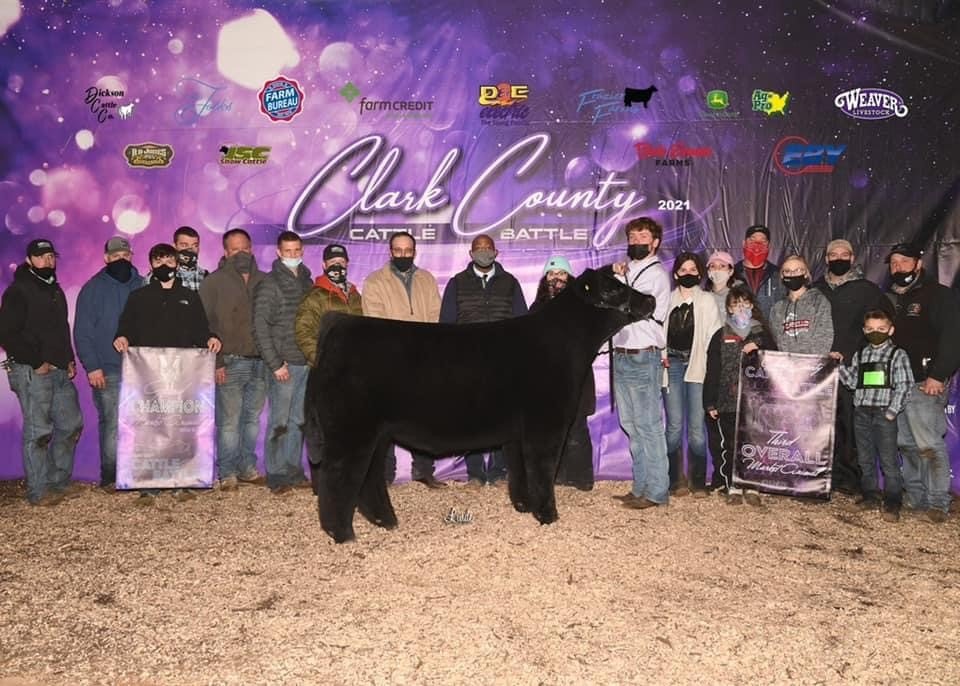 Show Steers, Show Heifers - Shane Show Cattle, OH