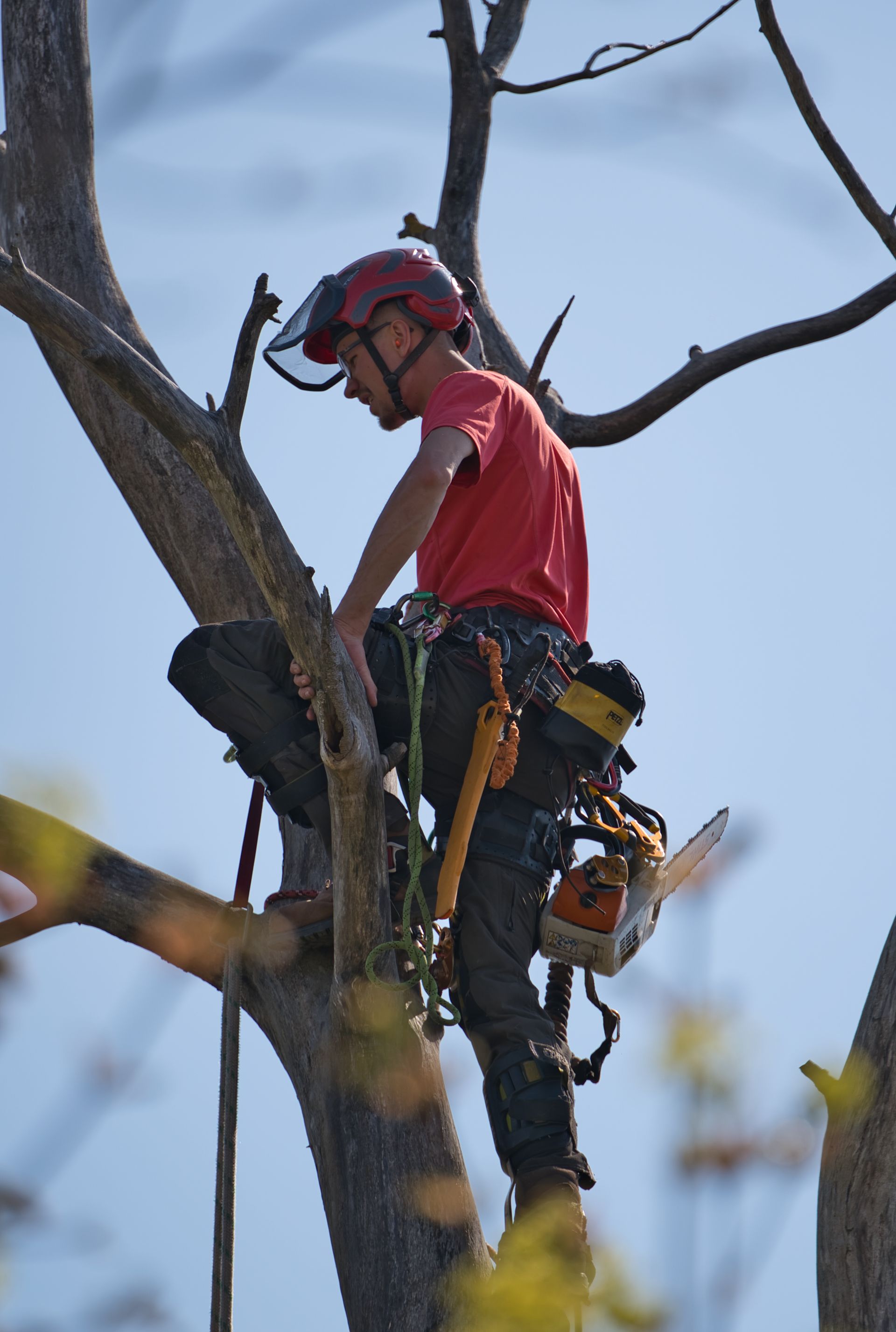 Gallery | All Green Tree Care