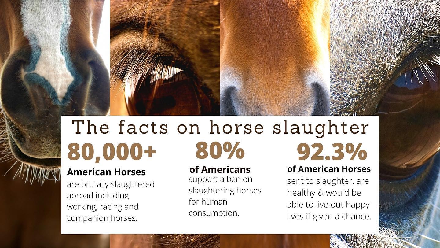 Halo's Haven Horse Rescue Farm in St. Michaels MD