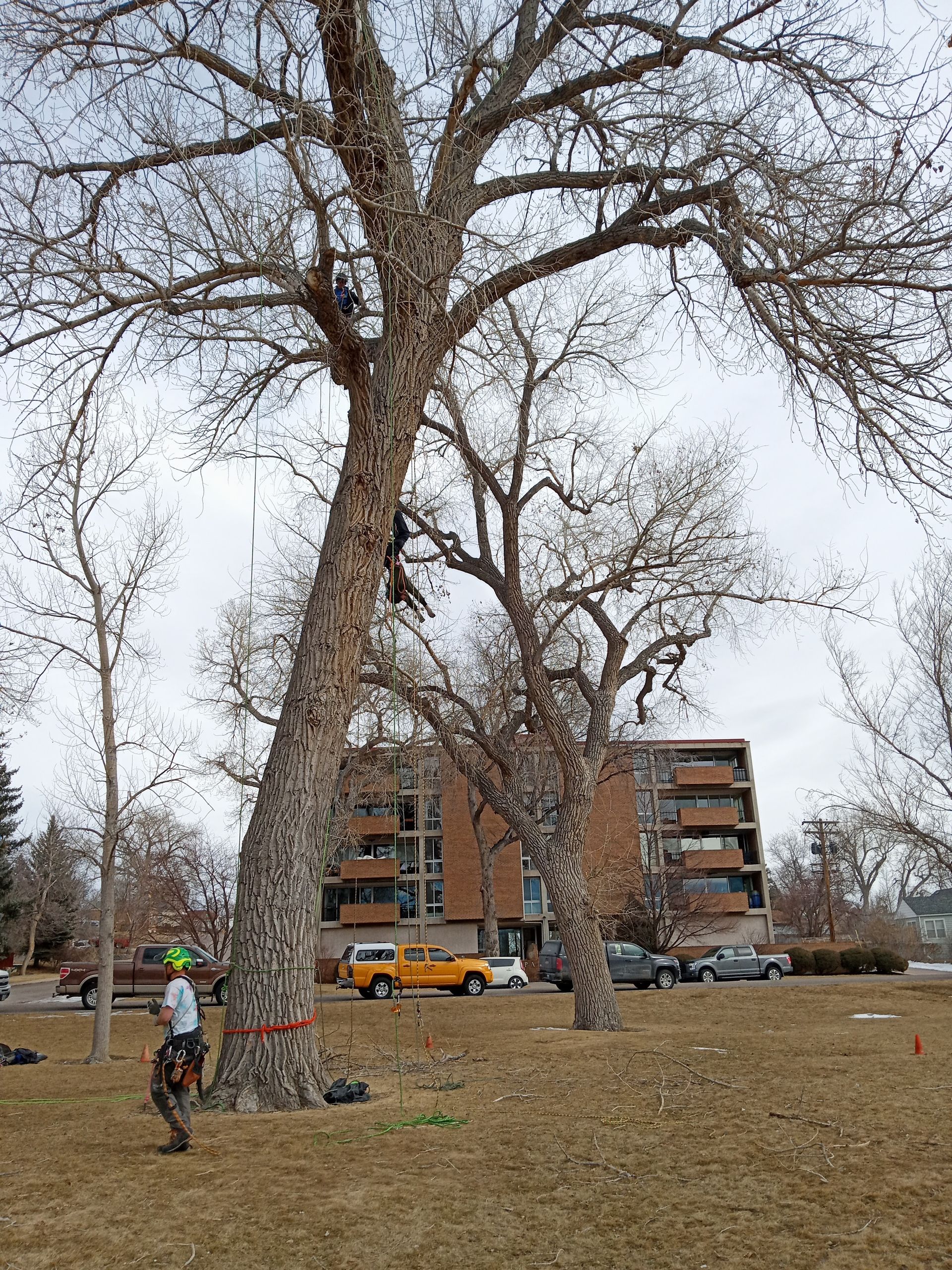 Gallery - A&R Tree and Landscaping LLC