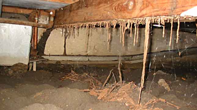 Pest Control Hampton Roads | VA Pro Exterminator & Termite Treatments