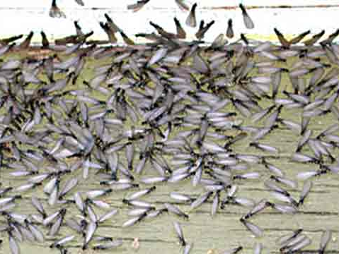 Termite Treatments Chesapeake & Hampton Roads VA - Priority Pest Services