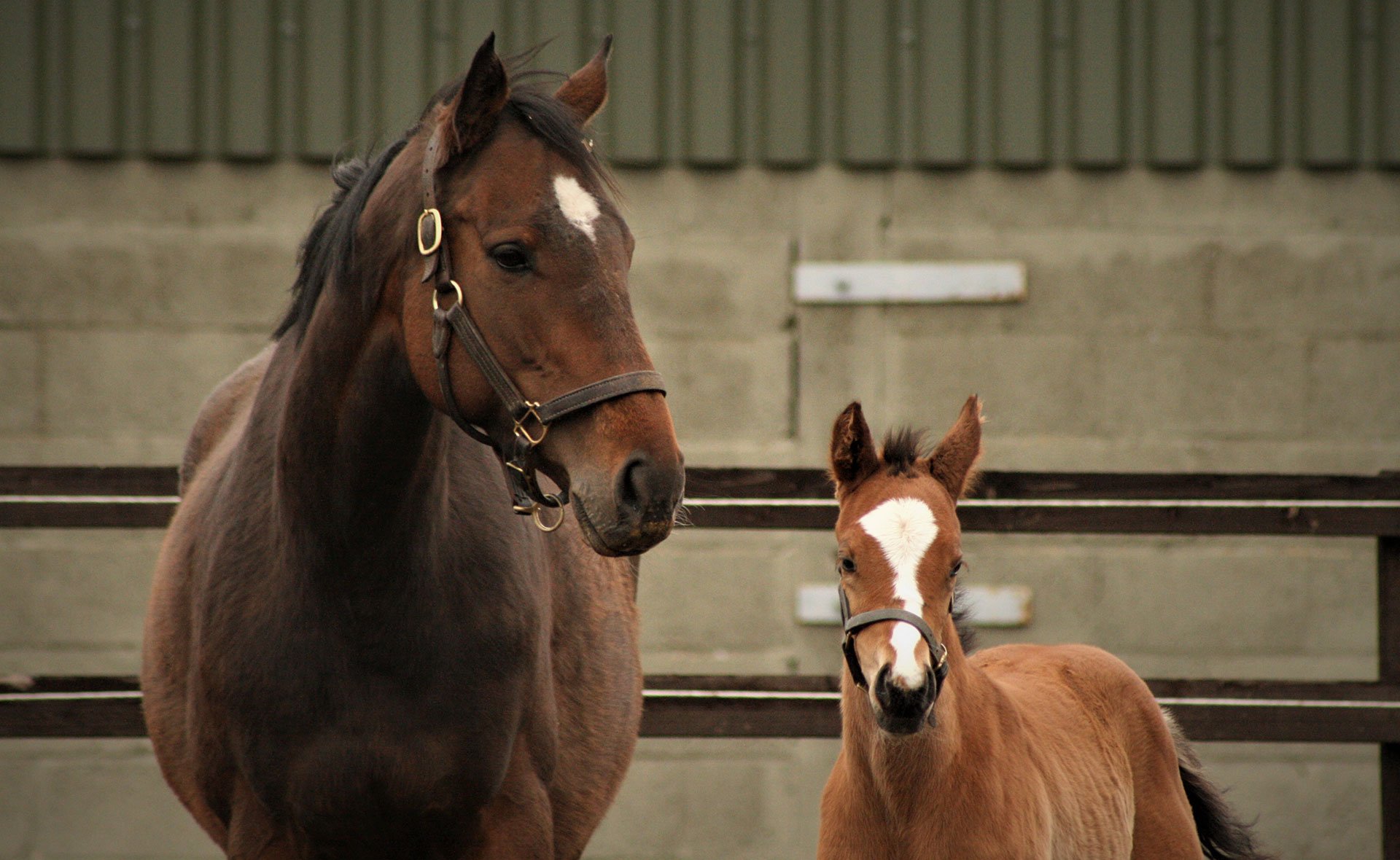 Broodmares