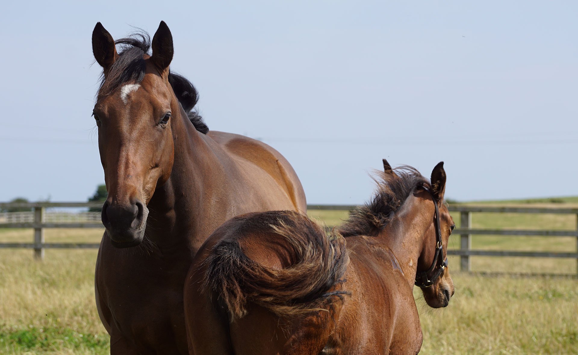 Broodmares