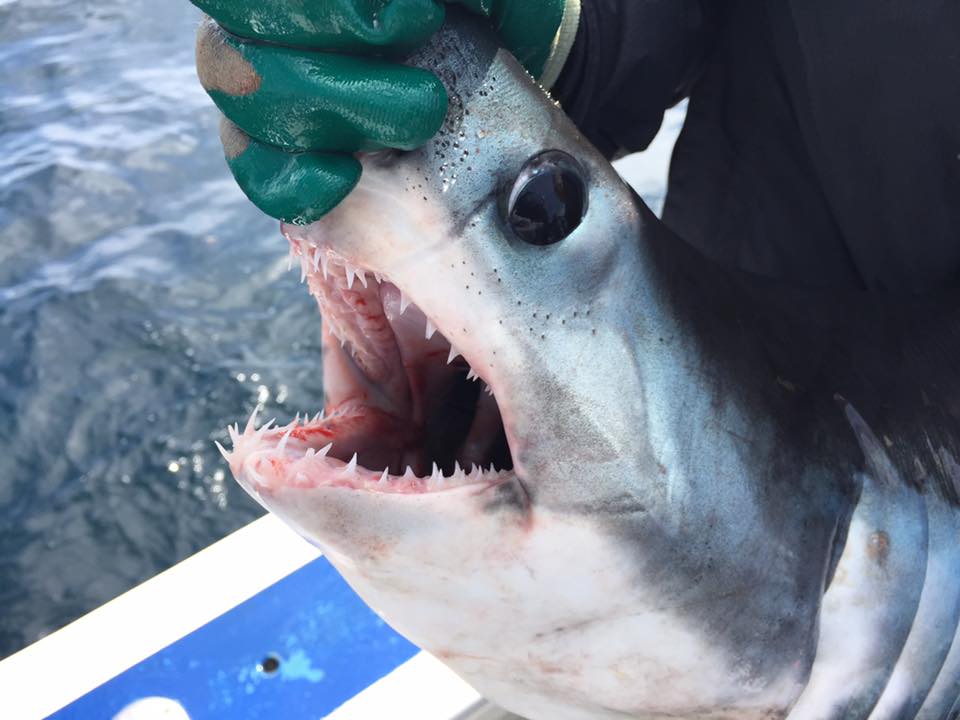 Blue Shark Fishing Charters | Halifax, Nova Scotia, Canada