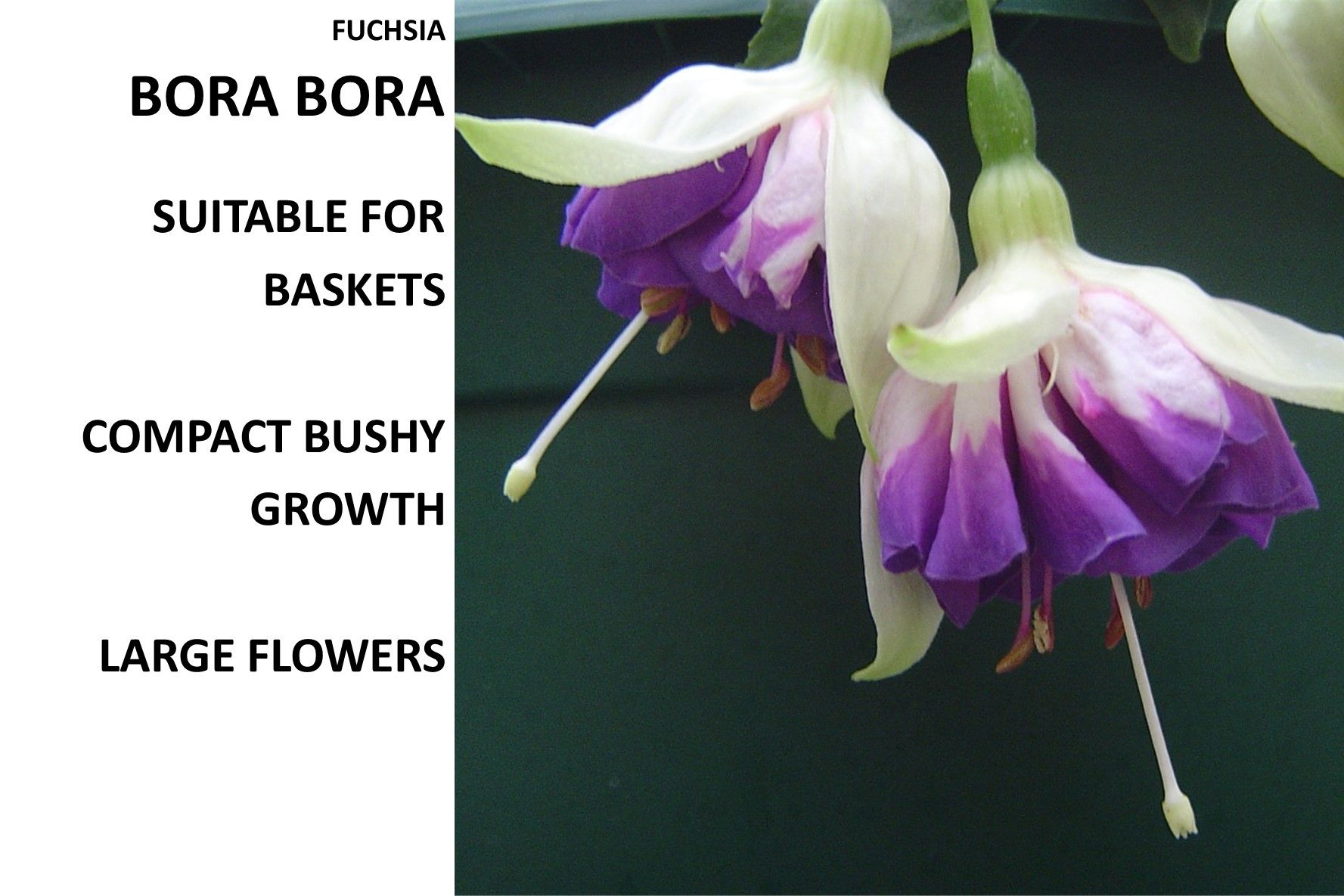 Weald View Gardens Information