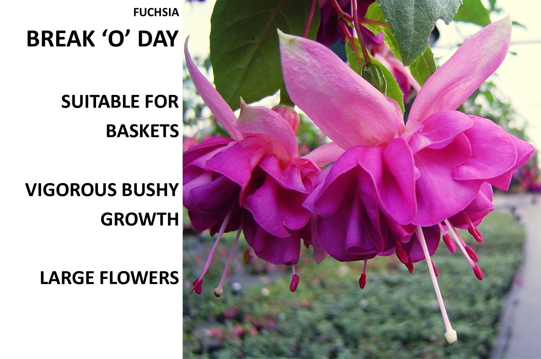 Weald View Gardens Information